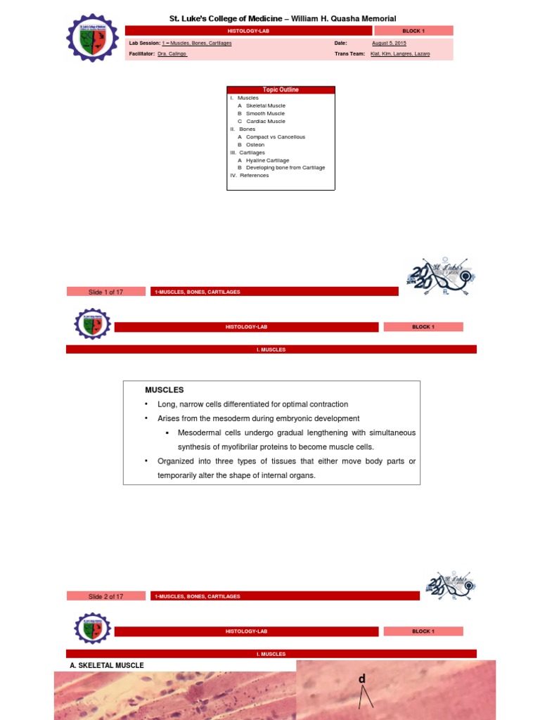 08.05.15 - Histology Lab Muscles Bones Cartilages Session01 | PDF ...