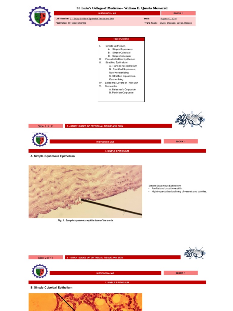 Epithelial Tissue and Skin Histology Lab | PDF | Epithelium | Microscopy
