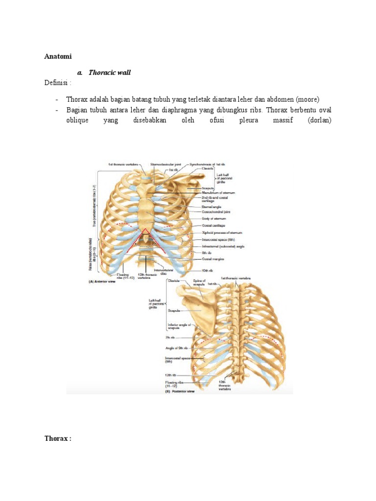 Anatomi Thoracic Wall | PDF