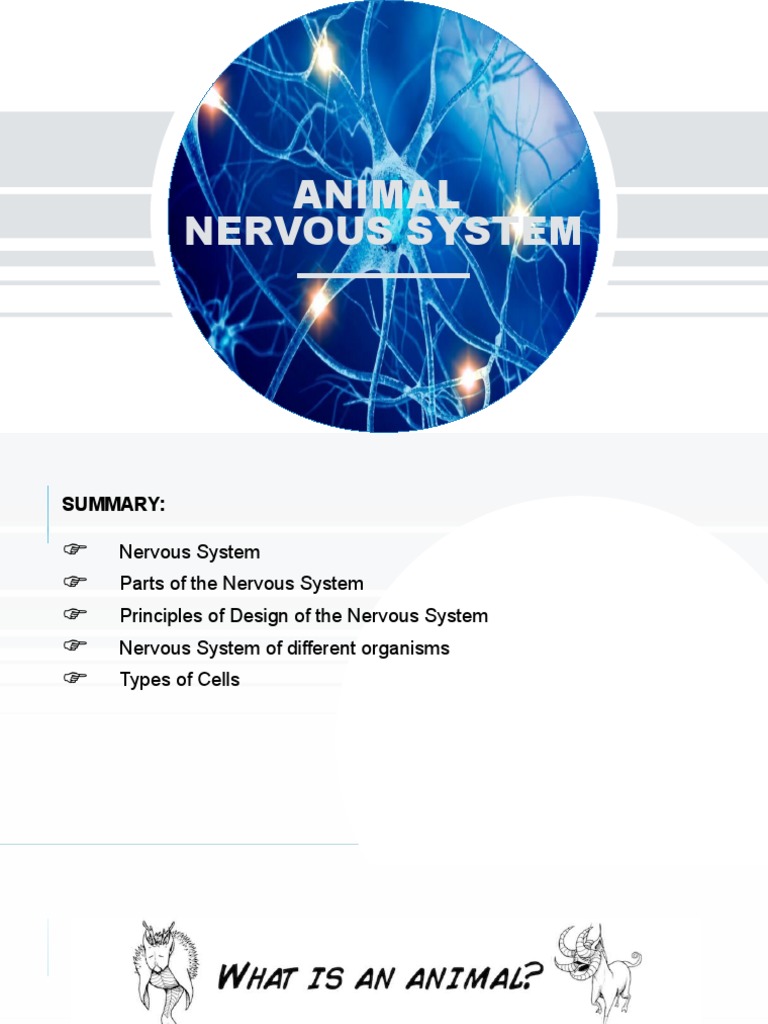 Animal Nervous System: Logo Here | PDF | Nervous System | Neuron