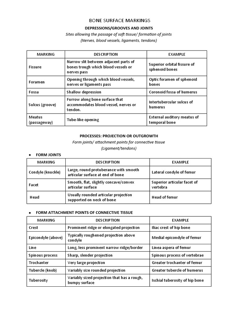 Bone Surface Markings | PDF | Bone | Vertebra