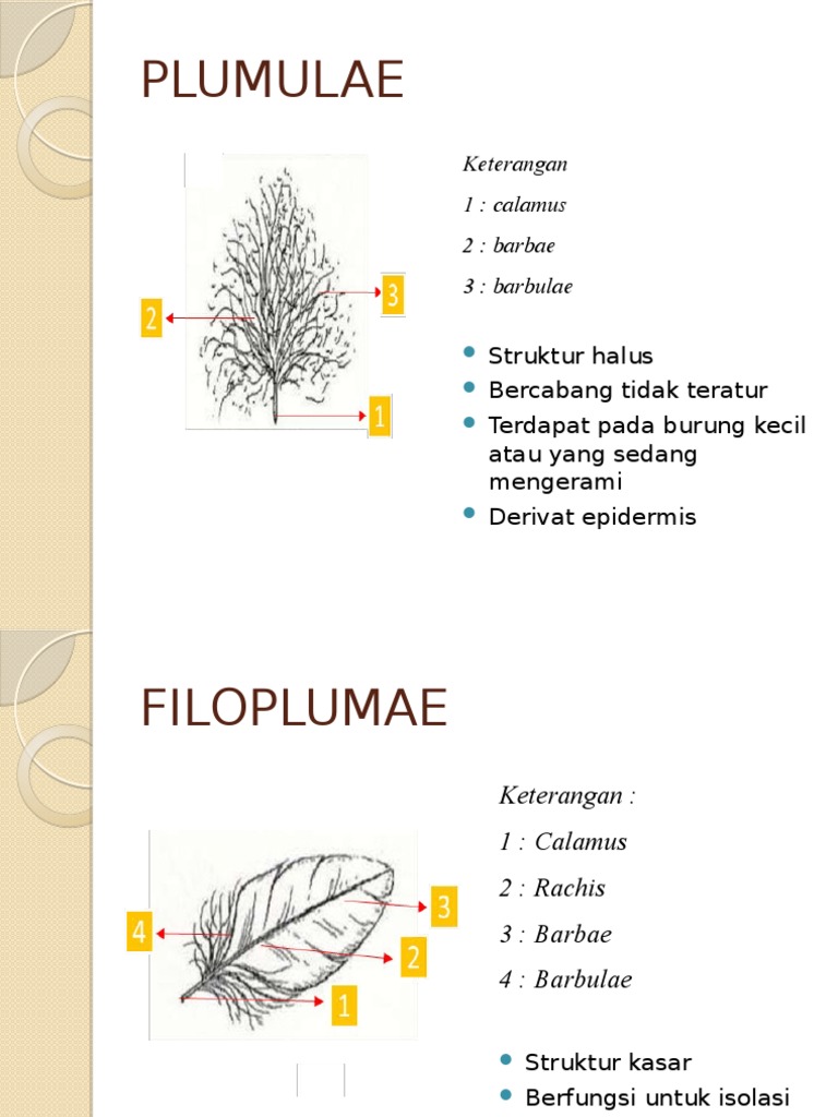 Struktur dan Fungsi Plumulae Burung | PDF