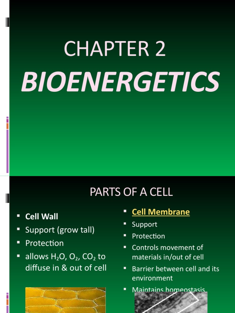 2 Bioenergetics | PDF | Cell (Biology) | Photosynthesis