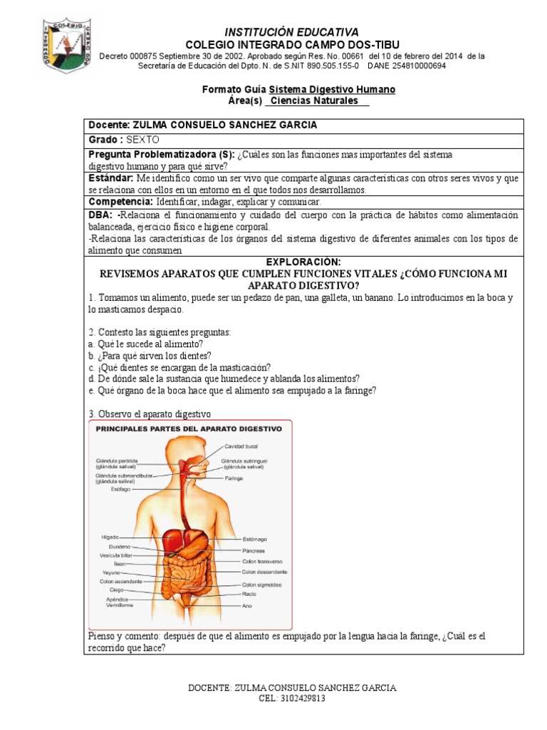 Funciones del Sistema Digestivo Humano | PDF | Sistema digestivo humano ...