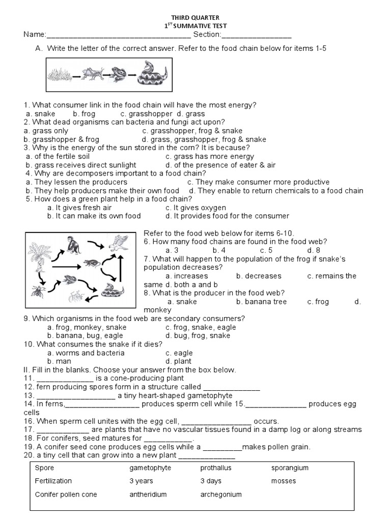 1st Summative Test Food Chains & Food Webs | PDF | Pinophyta | Plants