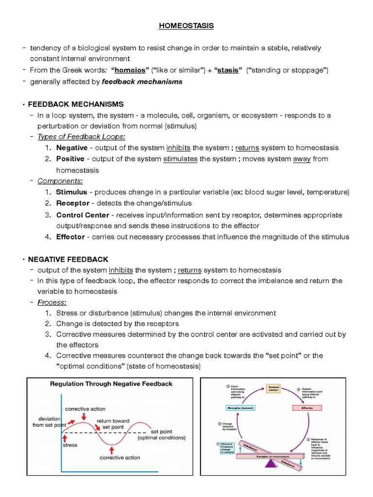Homeostasis and Feedback Loops | PDF | Hypothalamus | Homeostasis