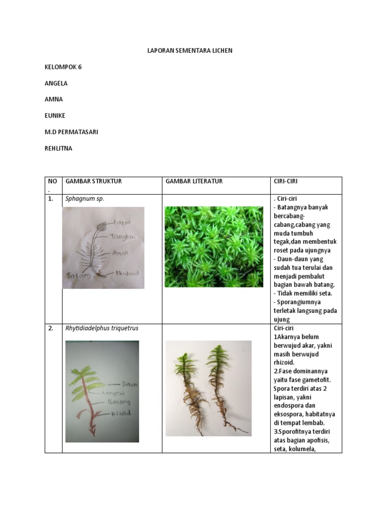 Laporan Sementara Bryophyta Kel 6 | PDF