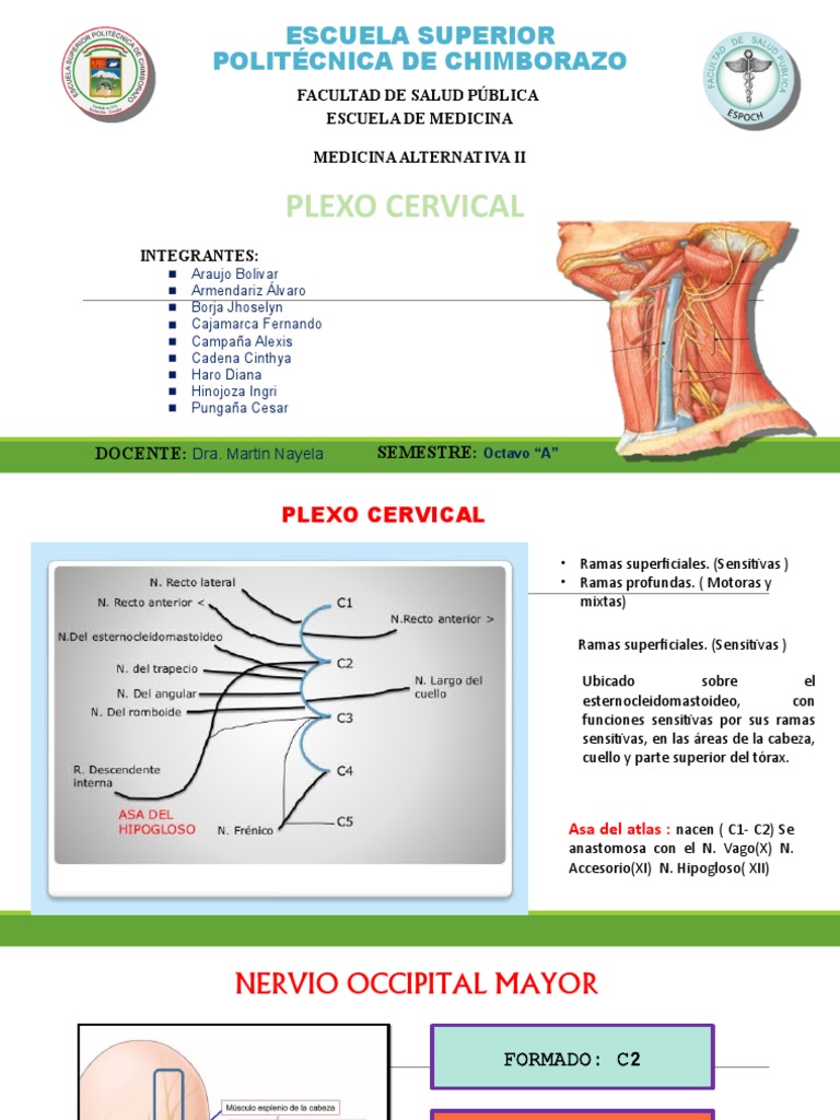 Estructura y Funciones del Plexo Cervical | PDF | Tejido suave ...