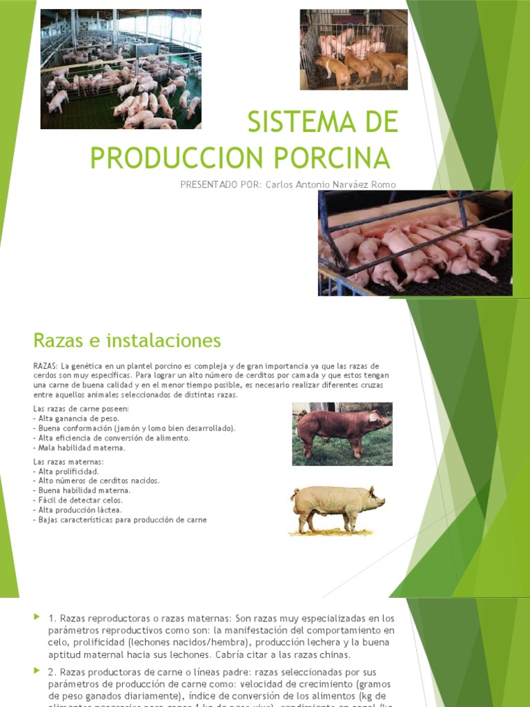 SISTEMA DE PRODUCCION PORCINA Power Point | PDF | Cerdo doméstico | Carne