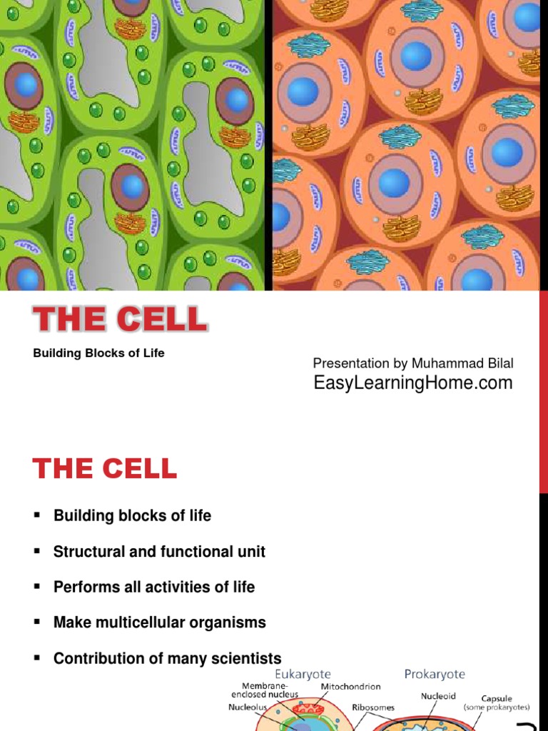 04 The Cell | PDF | Cytoskeleton | Cytoplasm