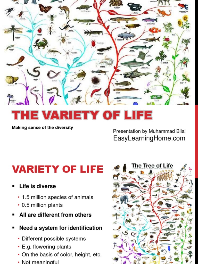 05 The Variety of Life | PDF | Bacteriophage | Virus