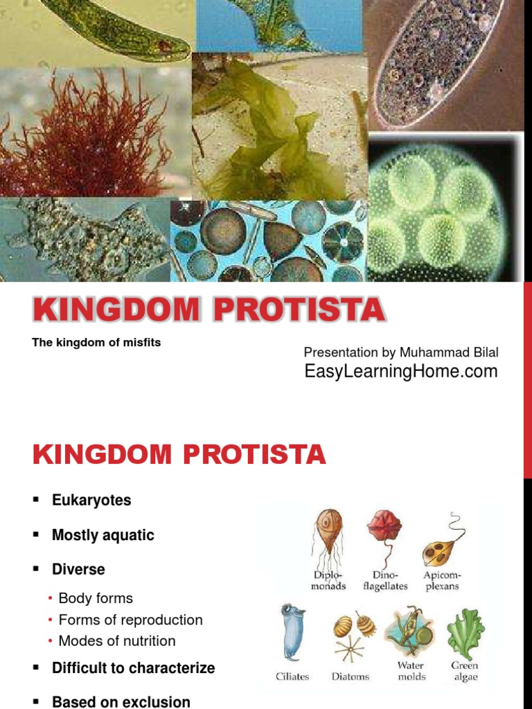 Kingdom Protista Algae