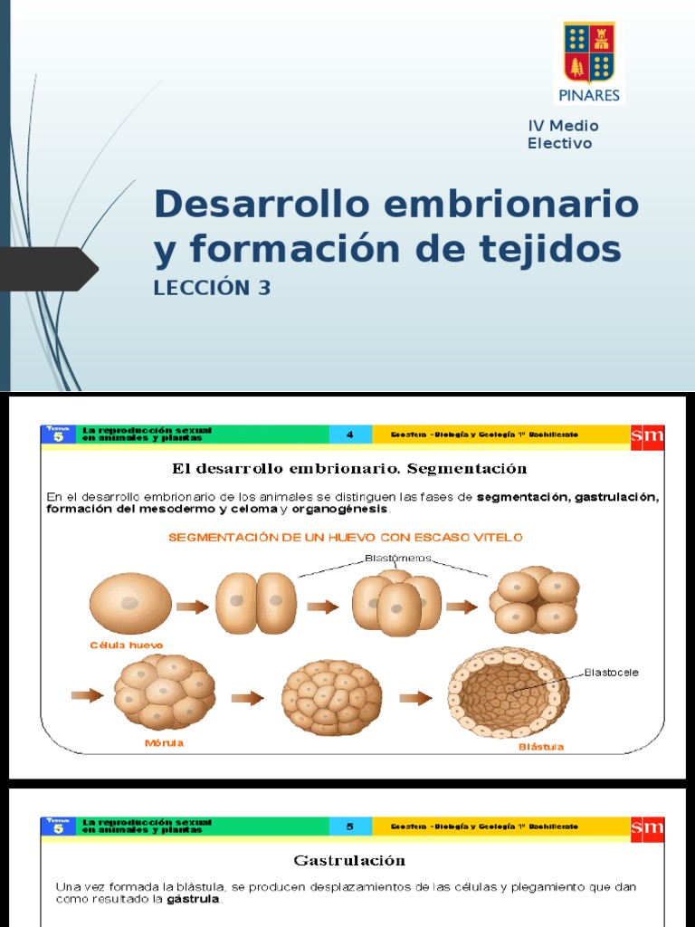 Desarrollo Embrionario y Tejidos | PDF