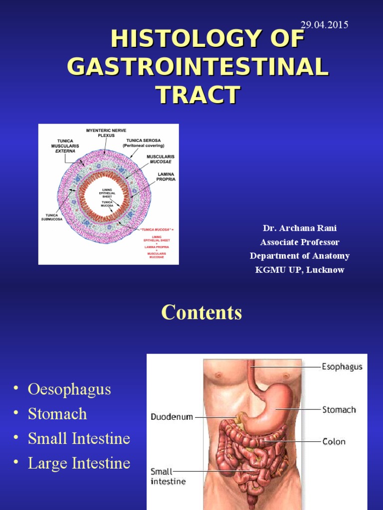 Histology - of - The - Digestive - System 2 | PDF | Stomach ...