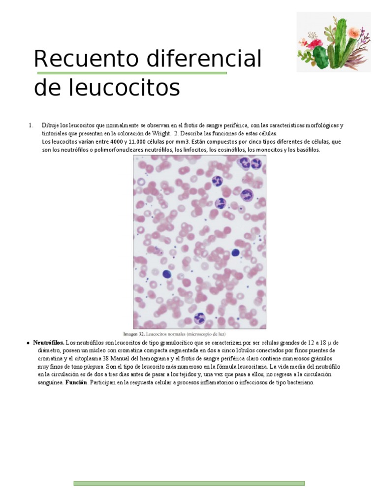 Recuento Diferencial de Leucocitos | PDF | Leucocito | Sistema inmune