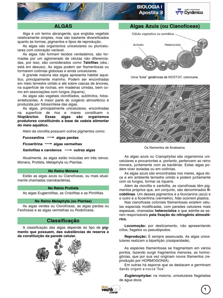 Algas Azuis (Ou Cianofíceas) ALGAS. Classificação PDF | PDF | Fungo | Algas