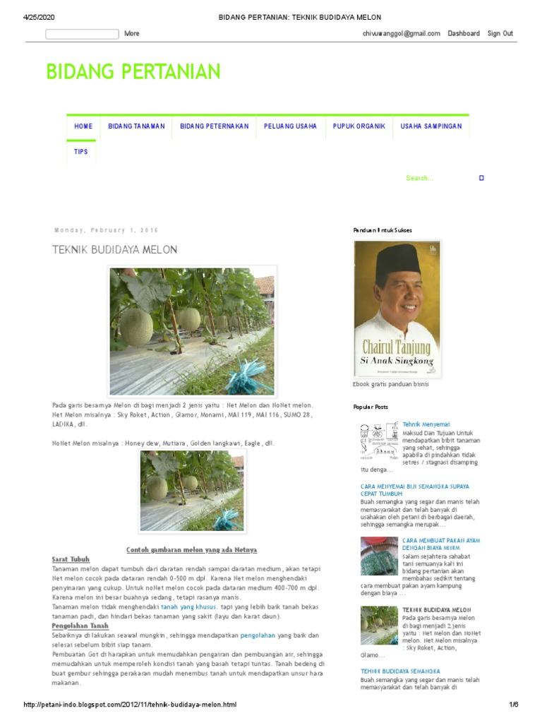 Bidang Pertanian - Teknik Budidaya Melon PDF | PDF