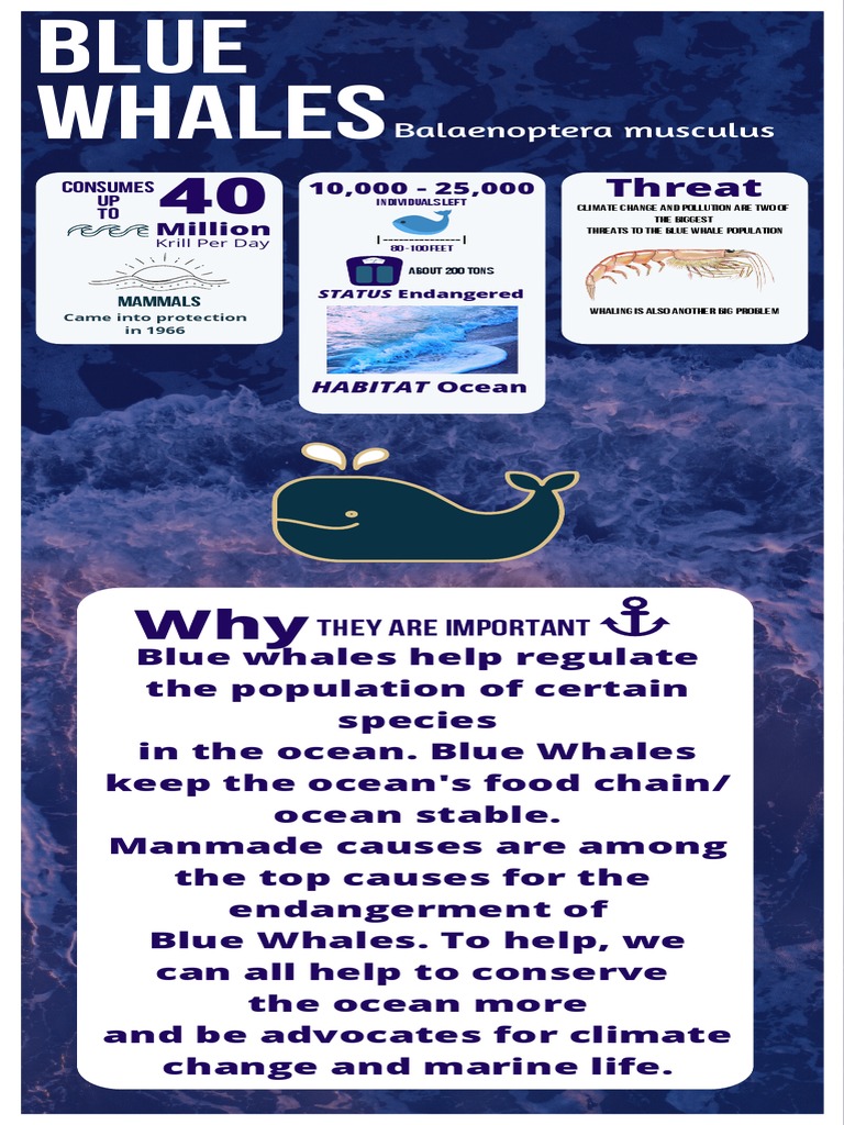 Endangered Blue Whale Facts and Conservation | PDF