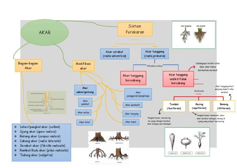 Peta Konsep Akar | PDF
