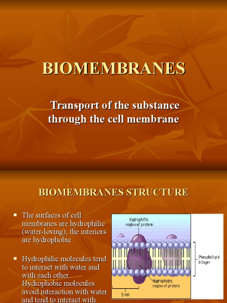 4 Biomembranes | PDF | Biological Membrane | Cell Membrane