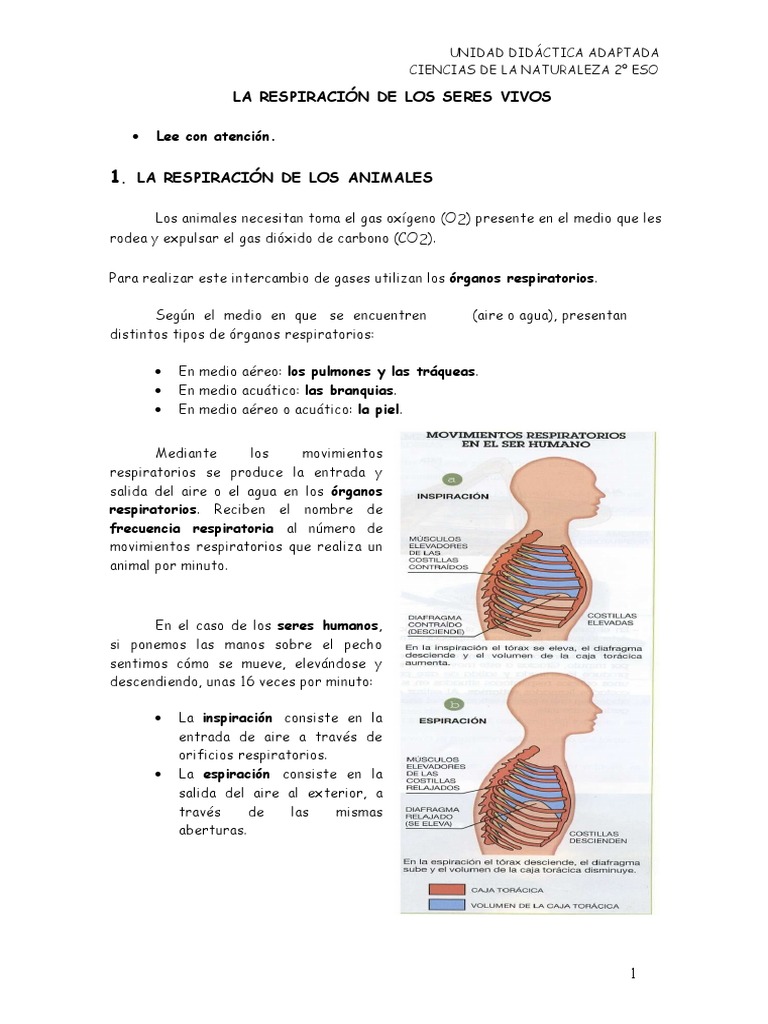 La respiración en los animales | PDF | Sistema respiratorio | Pulmón