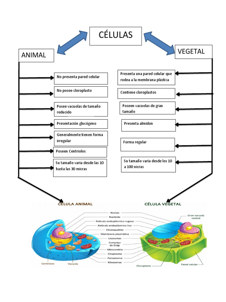 Celula Animal y Vegetal | PDF