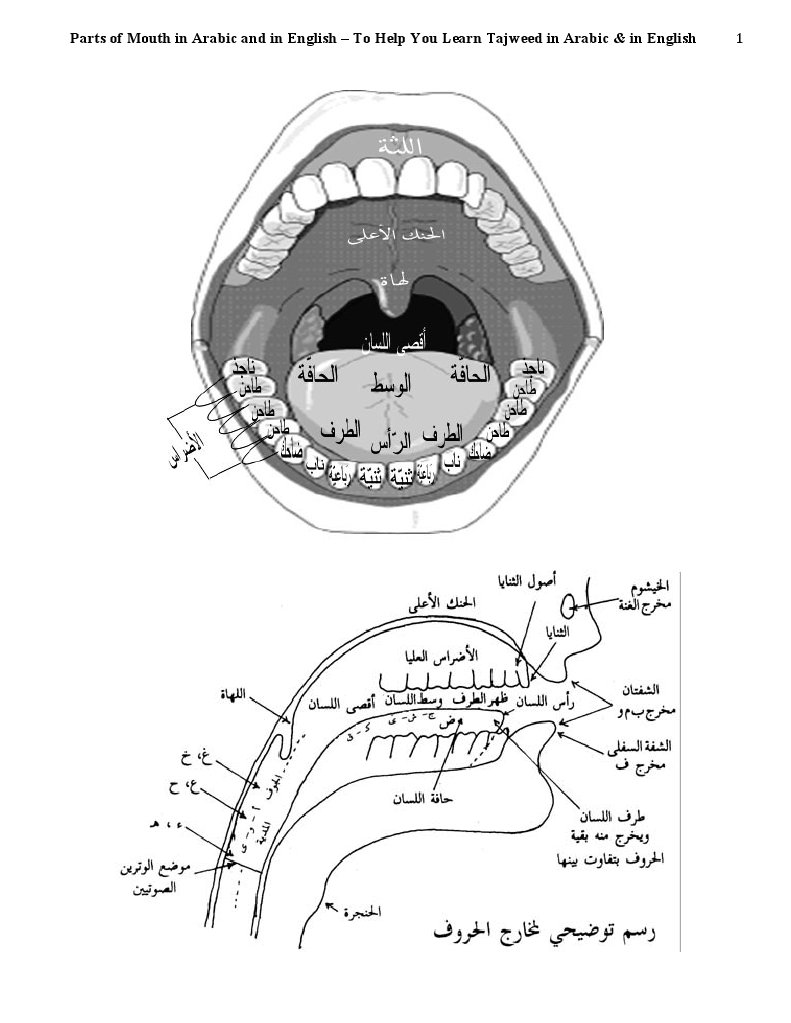 Tajweed: Parts of Mouth in Arabic | PDF | Lexicology | Phonology