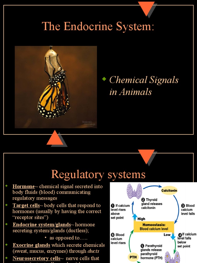 The Endocrine System:: Chemical Signals in Animals | PDF | Endocrine ...