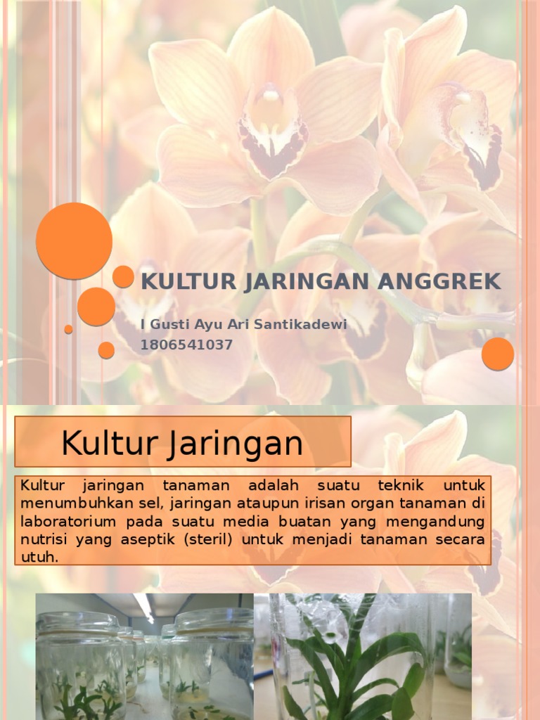 Kultur Jaringan Anggrek | PDF