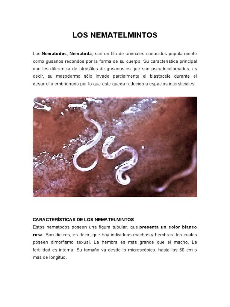 Los Nematelmintos | PDF | Nematodo | Organismos