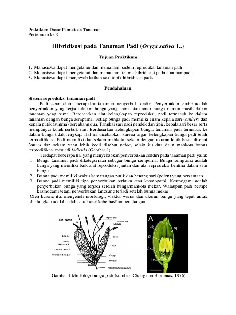 Persilangan Padi (Modul) PDF | PDF