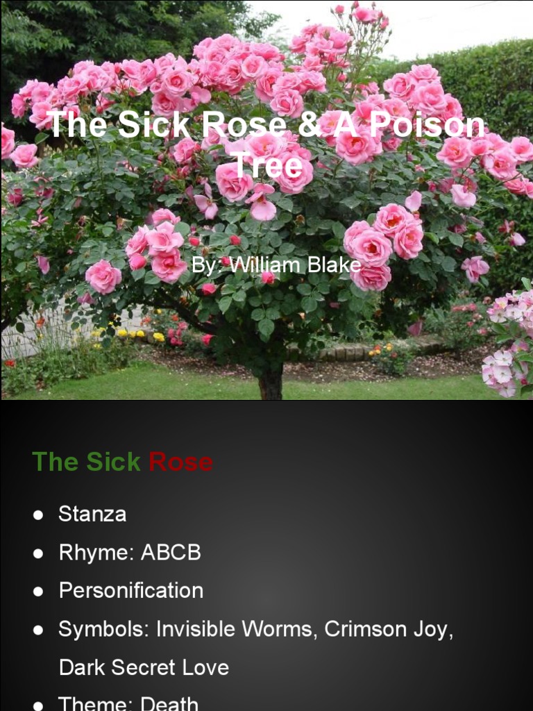 Analysis of Blake's 'The Sick Rose' & 'A Poison Tree' | PDF