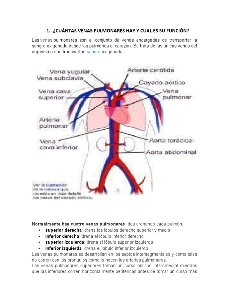 Cuántas Venas Pulmonares Hay y Cual Es Su Función | PDF