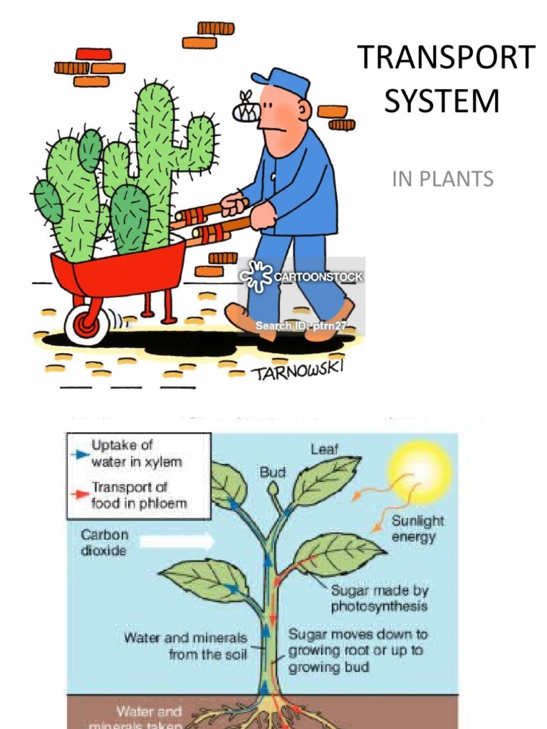 Transport System Plants | PDF