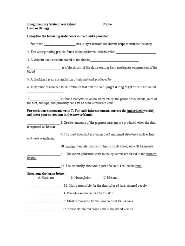 Integumentary System Worksheet | PDF