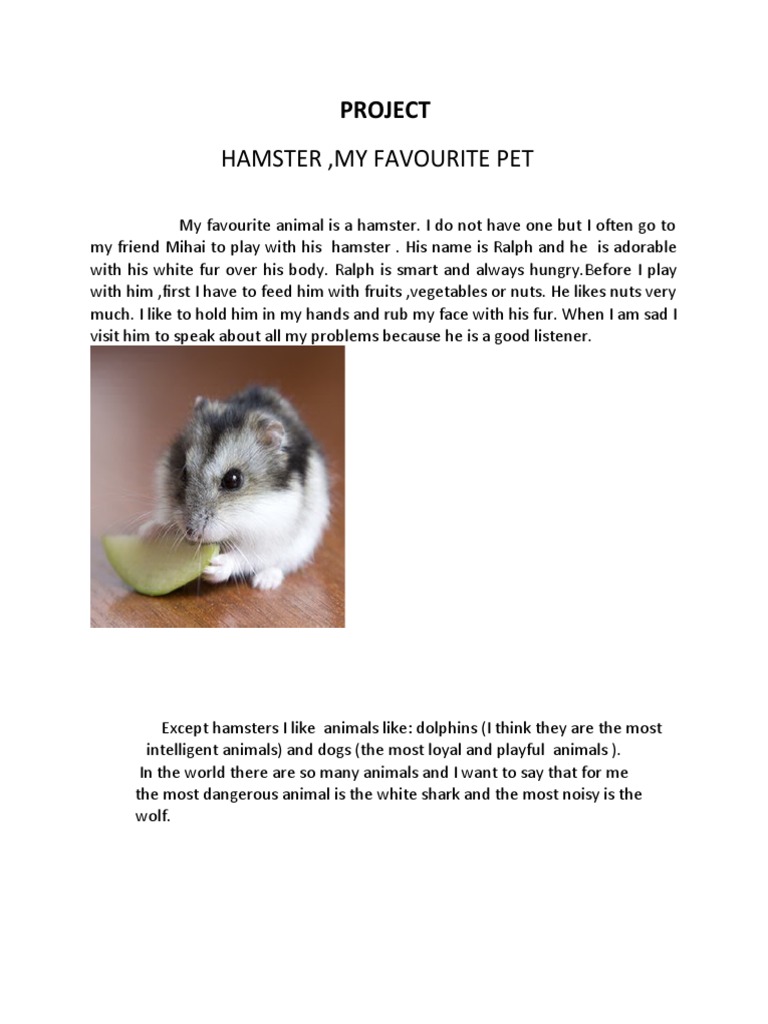 Hamster, My Favourite Pet: Project | PDF
