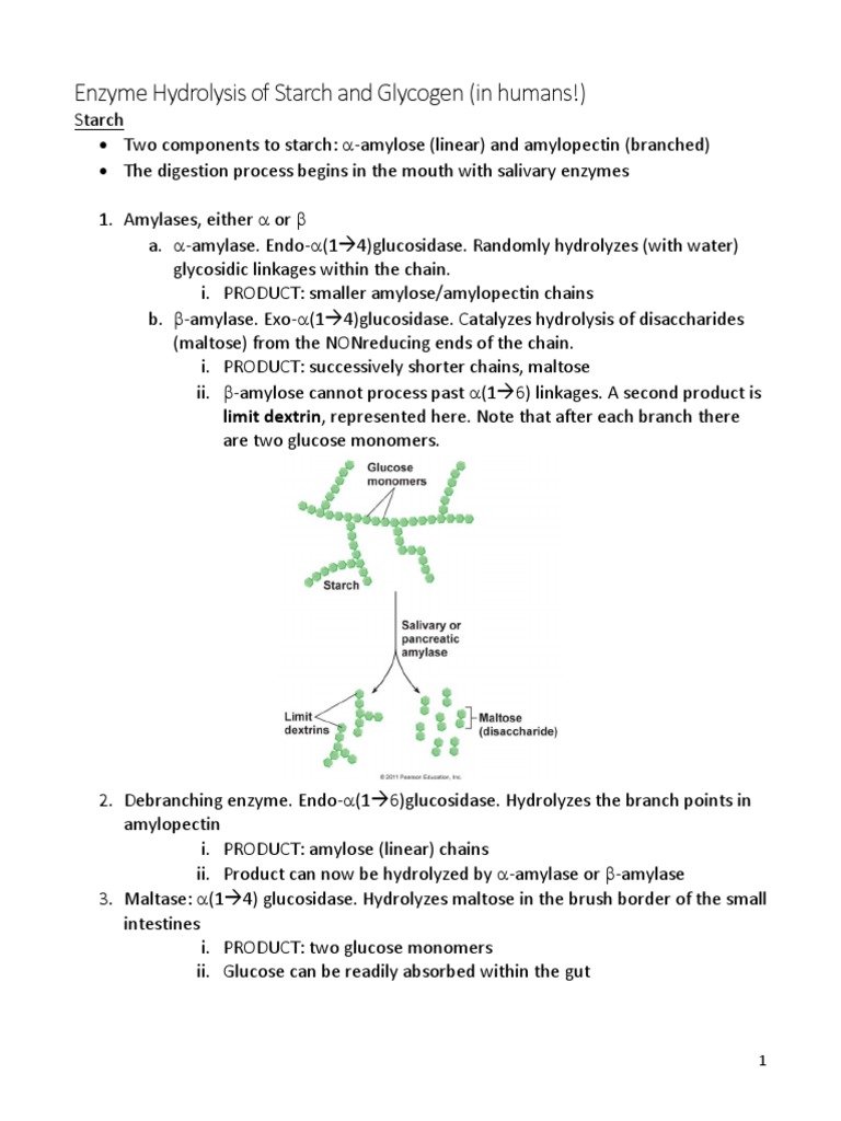 Enzyme Hydrolysis of Starch & Glycogen | PDF | Hydrolysis | Starch