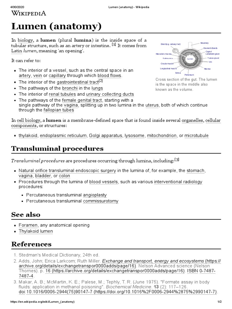 Lumen (Anatomy) - Wikipedia | PDF | Gastrointestinal Tract | Anatomy
