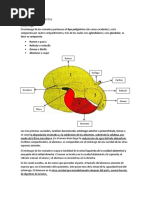 Anatomia Del Pollo | PDF | Corazón | Digestión