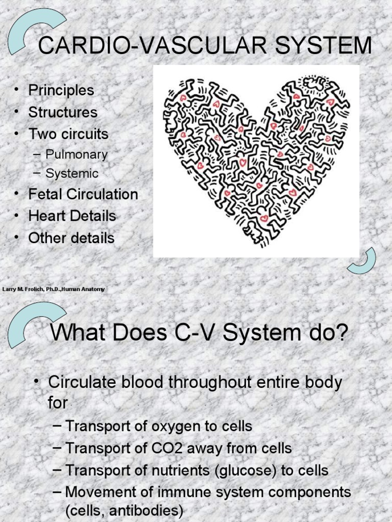 Two Circuits of the Heart Explained | PDF | Heart Valve | Ventricle (Heart)