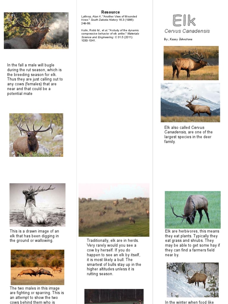 Brochure | PDF | Elk | Animals And Humans