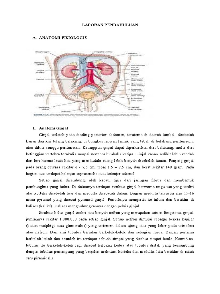 LP CKD V | PDF