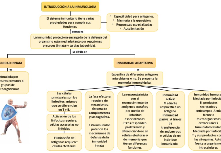 Mapa Conceptual De Inmunidad