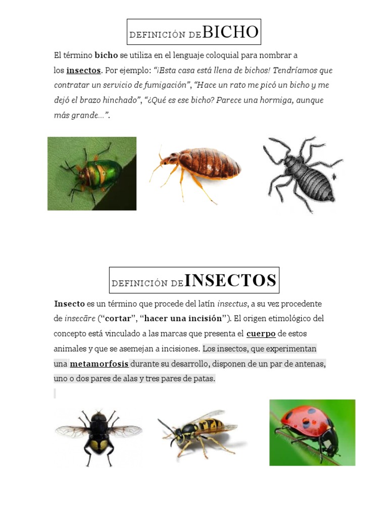 Definición de Bicho e Insecto | PDF