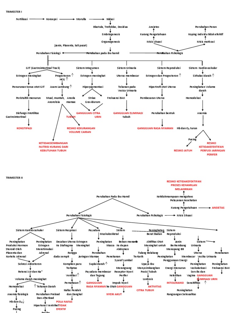 WOC Trimester Kehamilan | PDF