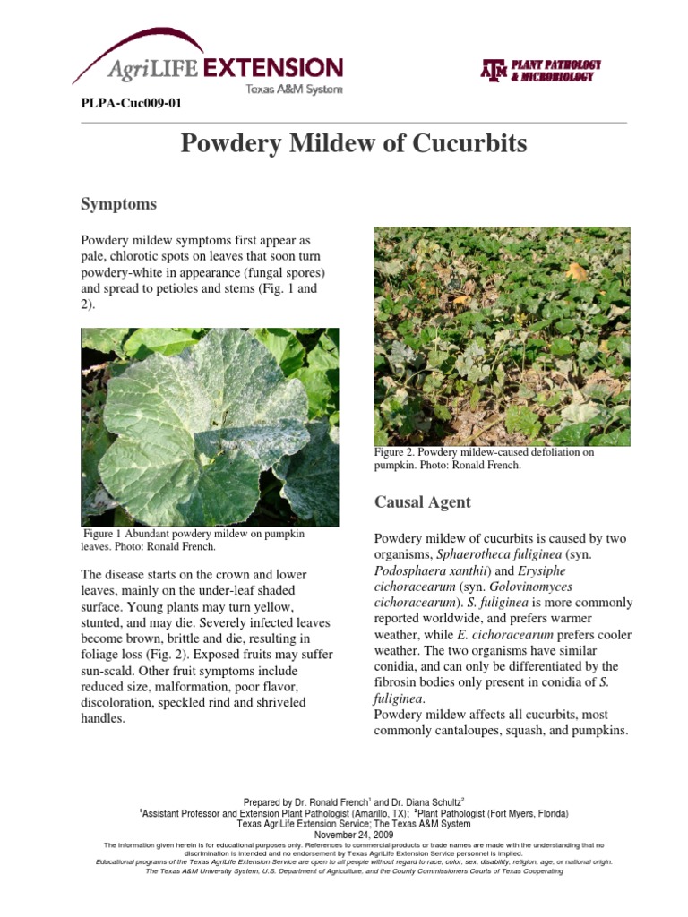 Powdery Mildew of Cucurbits: Symptoms | PDF | Fungicide | Cucurbita