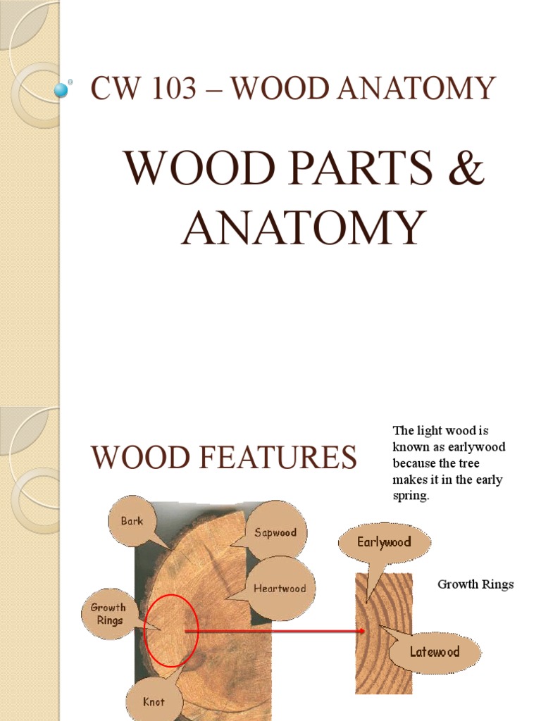 Anatomy of Wood: Growth Rings Explained | PDF