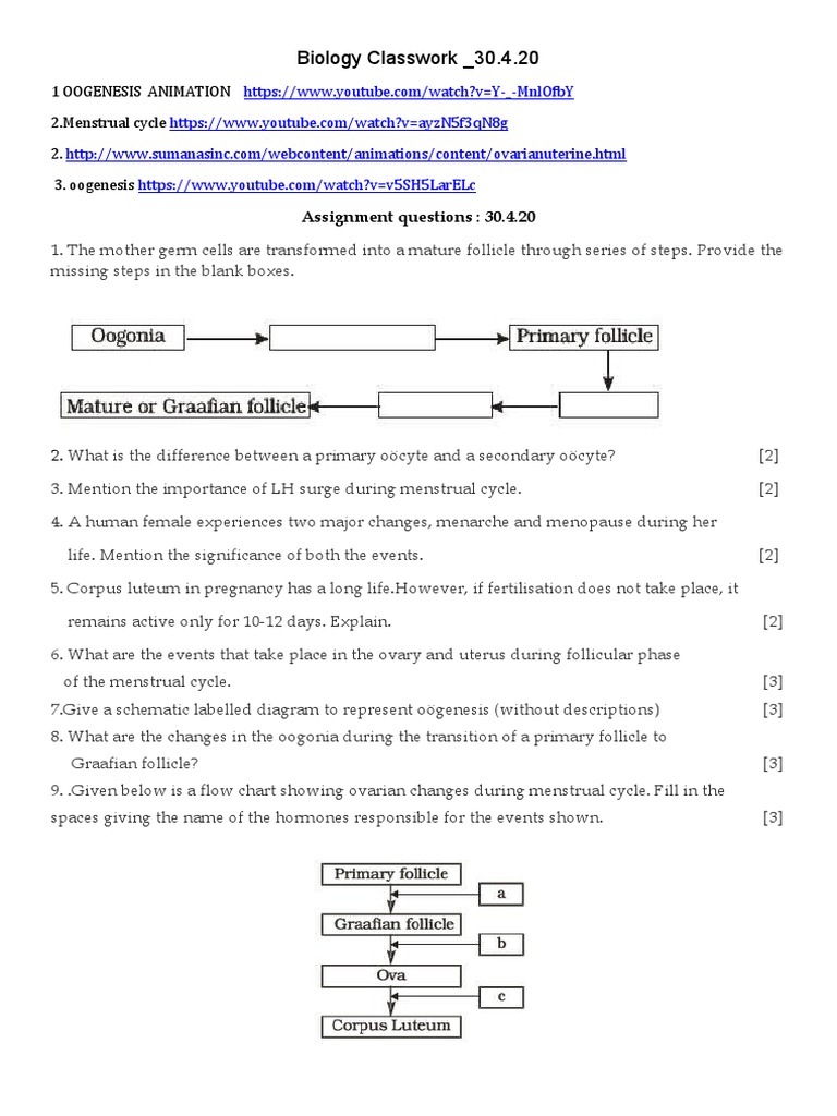 Biology Classwork - 30.4.20: Assignment Questions: 30.4.20 | PDF | Menstrual Cycle | Ovary