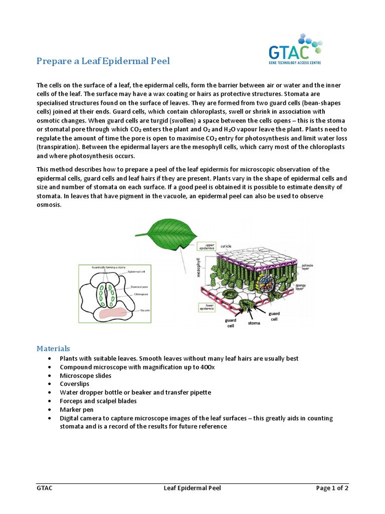 Leaf Epidermal Peel - LabPreparation PDF | PDF | Stoma | Leaf