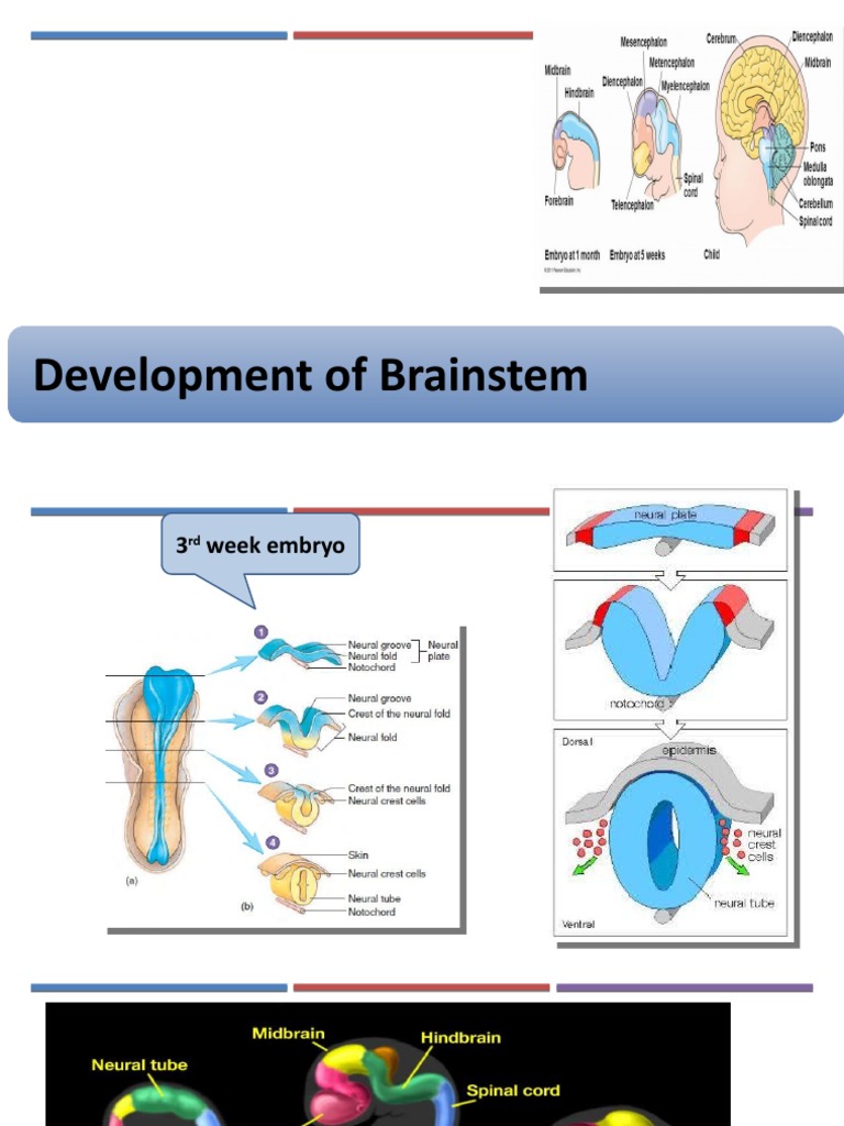 3.development of Brain Stem | PDF | Brainstem | Cerebellum